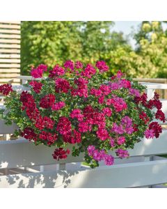 Gorgeous Geraniums: Everything You Need to Know About Growing and ...