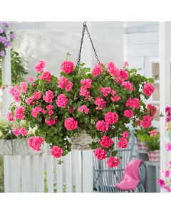 Gorgeous Geraniums: Everything You Need to Know About Growing and ...