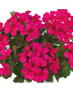 Gorgeous Geraniums: Everything You Need to Know About Growing and ...