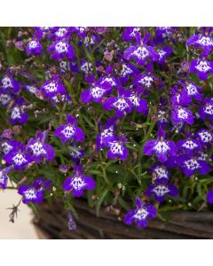 Discover the Beauty of Lobelias: A Guide to Growing and Caring for ...