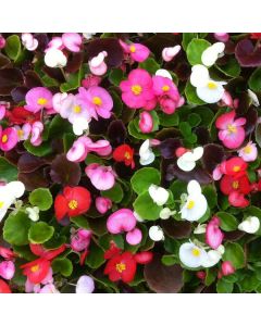 Blooming Beauties: The Ultimate Guide to Begonias