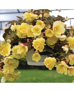 Blooming Beauties: The Ultimate Guide to Begonias