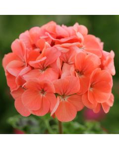 Gorgeous Geraniums: Everything You Need to Know About Growing and ...