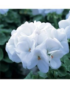 Gorgeous Geraniums: Everything You Need to Know About Growing and ...