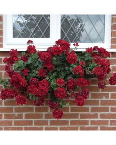 Gorgeous Geraniums: Everything You Need to Know About Growing and ...
