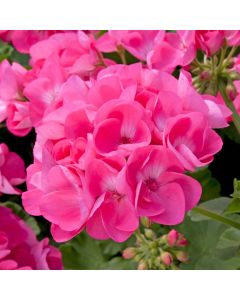 Gorgeous Geraniums: Everything You Need to Know About Growing and ...