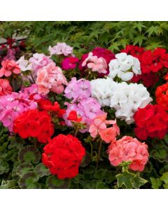 Gorgeous Geraniums: Everything You Need to Know About Growing and ...