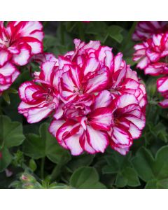 Gorgeous Geraniums: Everything You Need to Know About Growing and ...