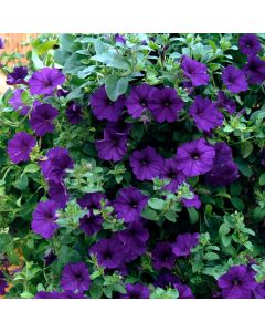How to Grow Surfinias