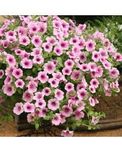 How to Grow Surfinias