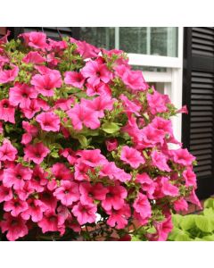 How to Grow Surfinias