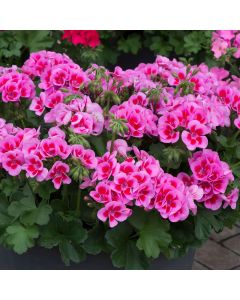 Gorgeous Geraniums: Everything You Need to Know About Growing and ...