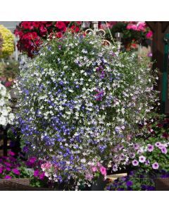 Discover the Beauty of Lobelias: A Guide to Growing and Caring for ...