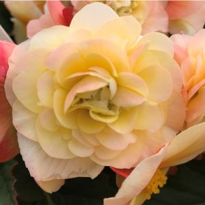 Trailing Begonia Plants | Trailing Begonias For Sale | Trailing Begonia ...