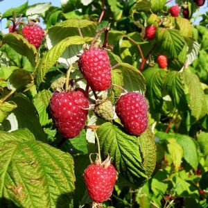 Raspberry Plants - Fruit Plants - Vegetable Plants