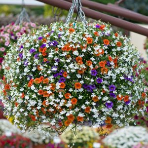 Trixi Plants: Discover Stunning Varieties for Your Garden