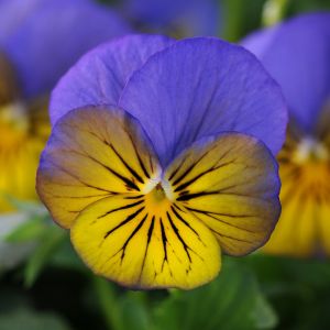 Autumn & Winter Violas: Vibrant Cold-Weather Blooms for Your Garden