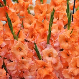 Gladioli Plants: Stunning Sword-Like Blooms for Your Garden