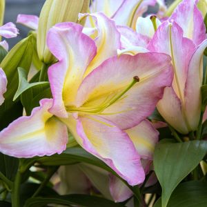 Lillium Lily Bulbs: Discover Stunning Varieties For Your Garden