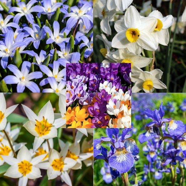 Collection of Flowerbulbs for Rockery Gardens | 75 Bulb Pack