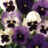 Pansy Matrix Ocean Breeze Mixed | Tray of 350 Plug Plants
