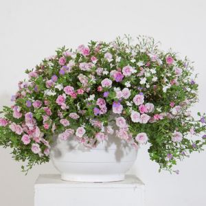 Trixi Plants: Discover Stunning Varieties for Your Garden