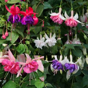 Trailing Fuchsia Plants | Buy Trailing Fuchsia Plug Plants