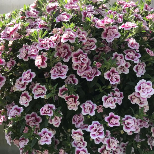 Calibrachoa Double Can Can PinkTastic | 5 Large Plug Plants