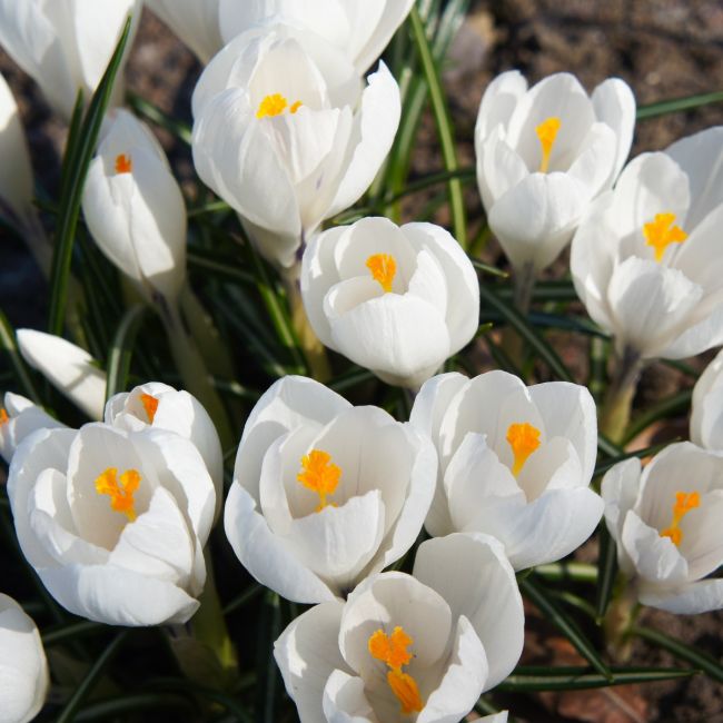 Crocus Vernus Large Flowered Jeanne d'Arch | 10 Corms Per Pack