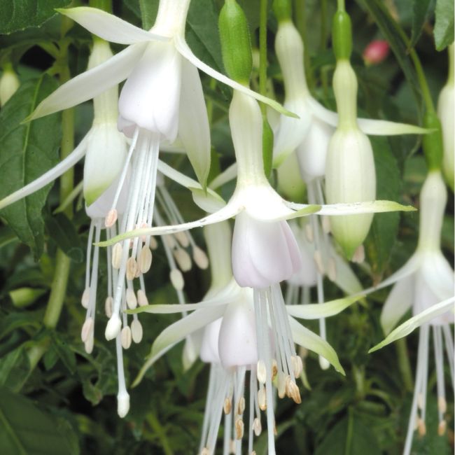 Fuchsia Hawkshead (Hardy Bush) | 5 Large Plug Plants