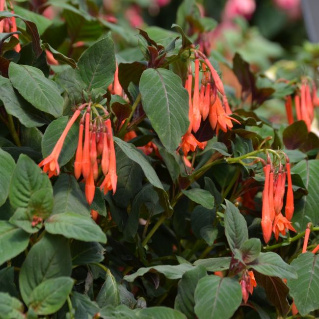 Fuchsia Koralle Fulgens (Triphylla Upright Bush) | 5 Large Plug Plants