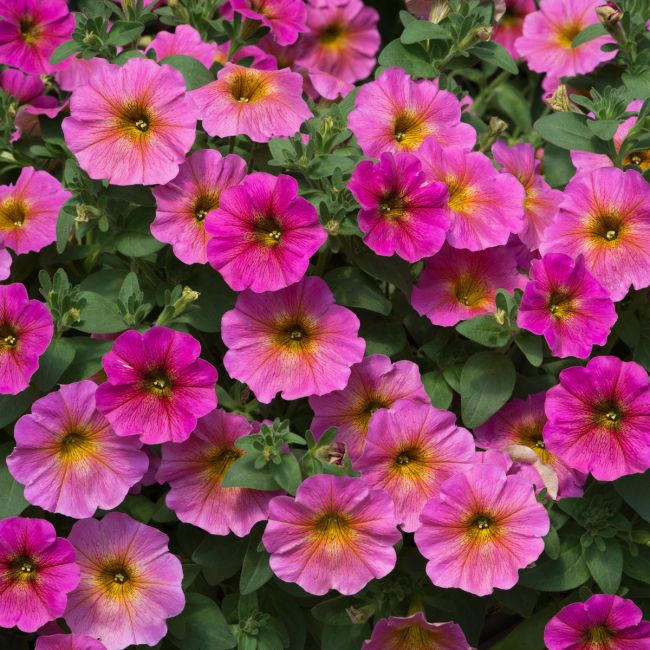 Petchoa BeautiCal Sunray Pink | 5 x 6cm Garden Ready Biodegradable ...