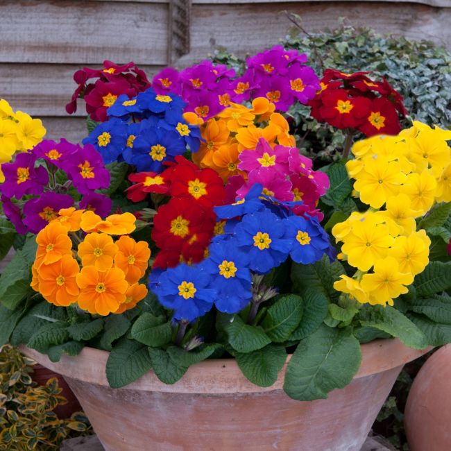 Polyanthus Crescendo Mixed | Tray of 350 Plug Plants