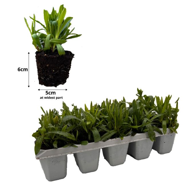 Viola Sorbet Raspberry Sundae Mix | Tray of 10 x 5cm Garden Ready Plants