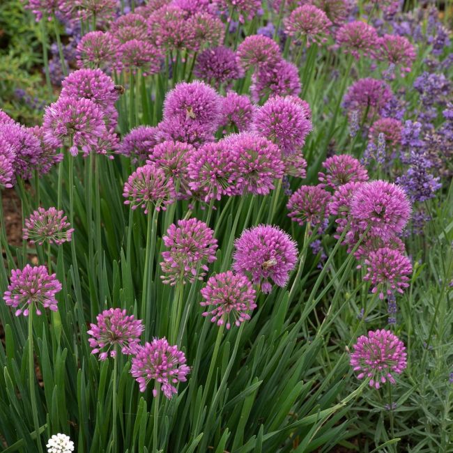 Allium hybrida Serendipity | 1 Litre Garden Ready Plant