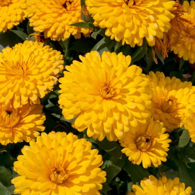 Calendula Fiesta Yellow Old Fashioned Marigolds | Tray of 60 Value Plug ...