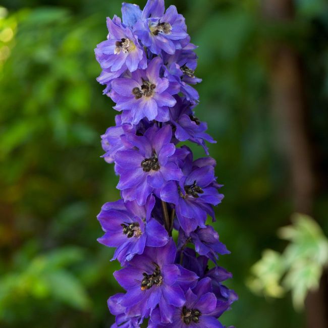 Delphinium Magic Fountain Dark Blue Black Bee | 1 Litre Garden Ready Plant