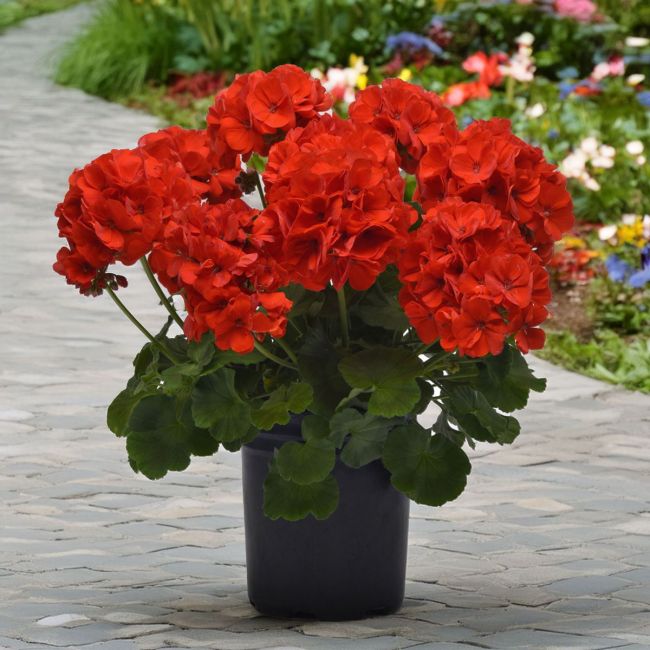 Geranium Galaxy Red | 3 x 6cm Garden Ready Biodegradable Potted Plants