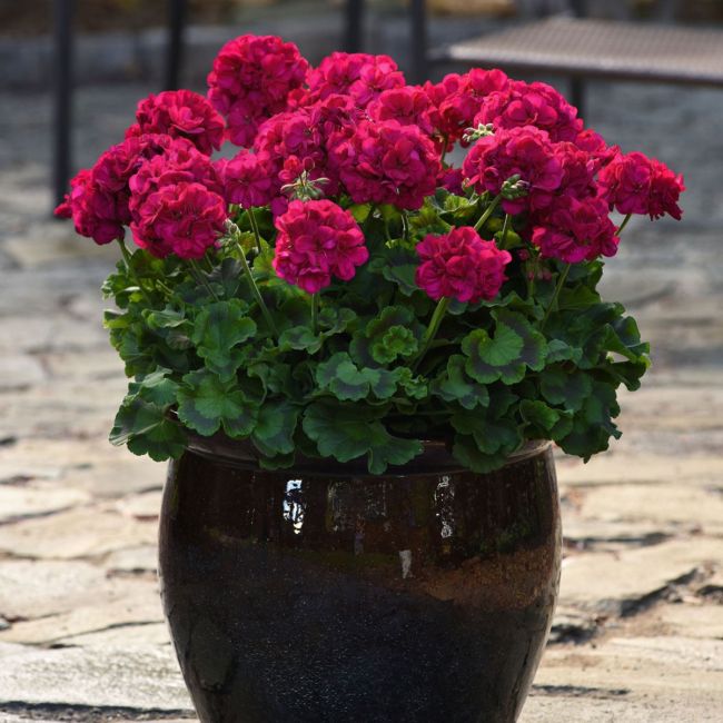 Geranium Galaxy Violet | 3 x 6cm Garden Ready Biodegradable Potted Plants