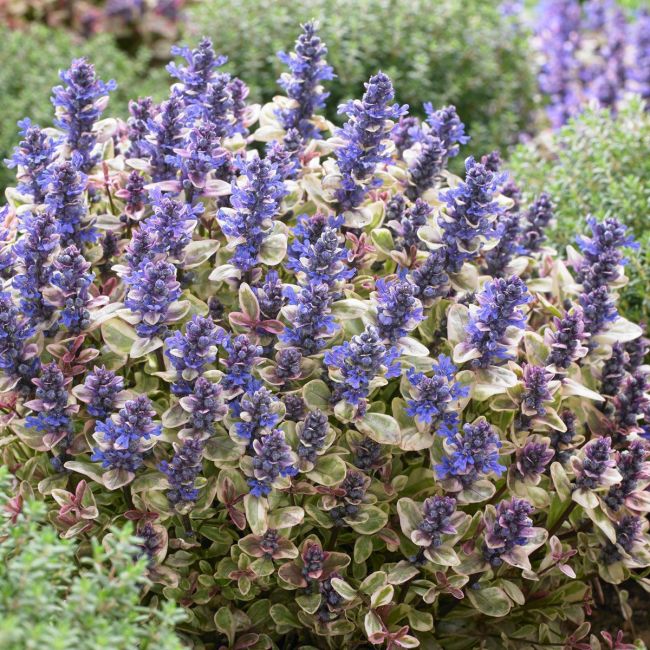 Ajuga Princess Nadia | 1 Litre Garden Ready Plant