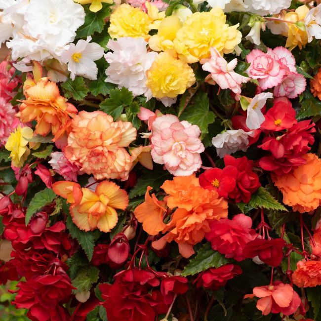 Begonia Trailing Sun Dancer Mixed | Tray of 28 Value Large Plug Plants