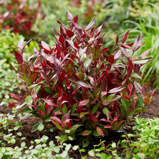 Leucothoe Little Flames | 9cm Garden Ready Plant