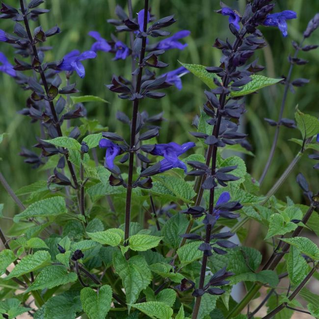 Salvia Salgoon Lake Onega | 1 Litre Garden Ready Plant