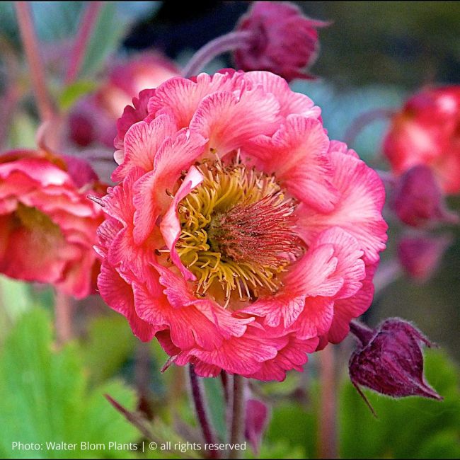 Geum Pink Petticoats | 1 Litre Garden Ready Plant