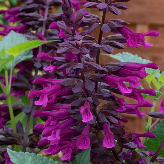 Salvia Plum Crazy | 1 Litre Garden Ready Plant