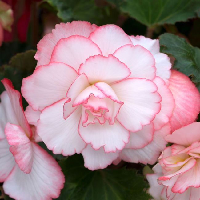 Begonia Sun Dancer White Pink Picotee | Tray of 84 Large Plug Plants