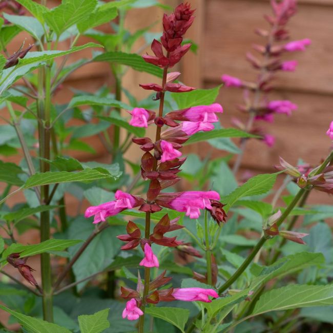 Salvia Salgoon Lake Garda | 1 Litre Garden Ready Plant