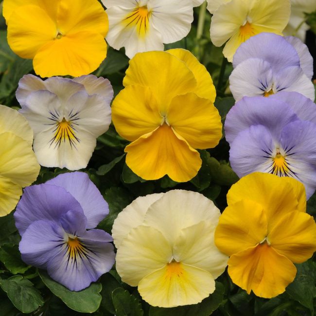 Pansy Cool Wave Pastel Mix | 30cm Hanging Basket Speed Planter