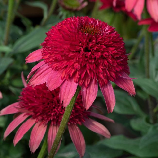 Echinacea Sunny Days Ruby | 1 Litre Garden Ready Plant