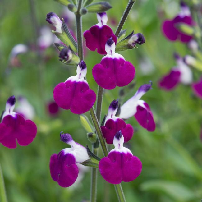 Salvia Amethyst Lips | 1 Litre Garden Ready Plant